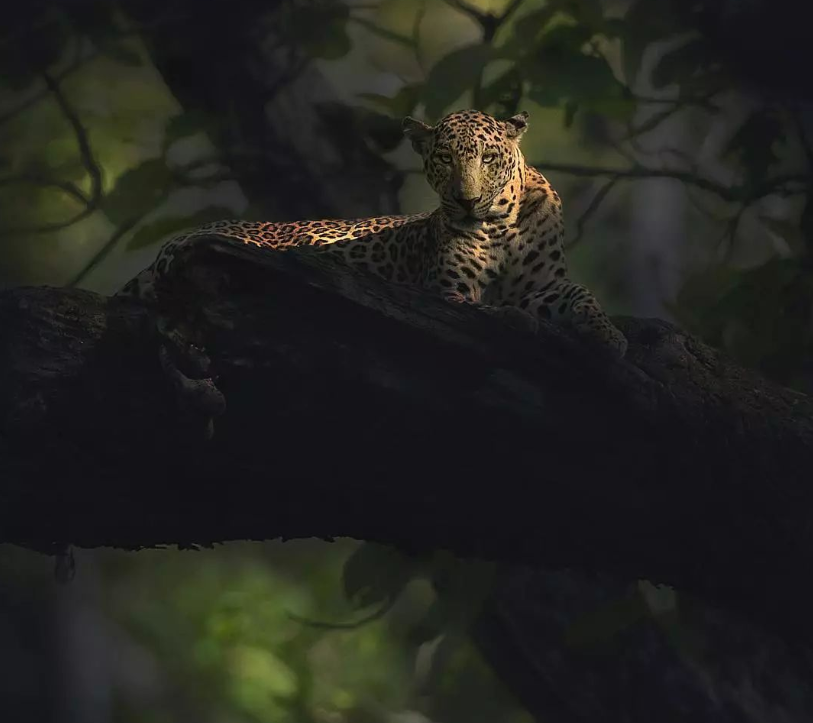 Beginner’s Guide: Choosing PIR Sensitivity for Cellular Trail Cameras