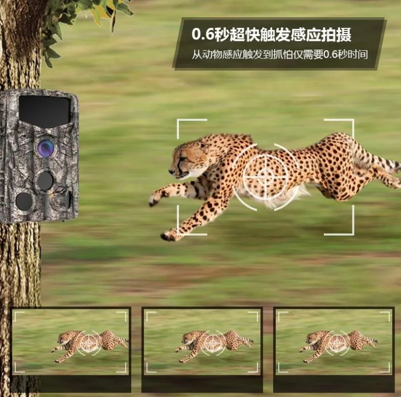 Wildlife Trail Cameras 2025: Complete Buying Guide, Set‑Up Tips, and Best Picks