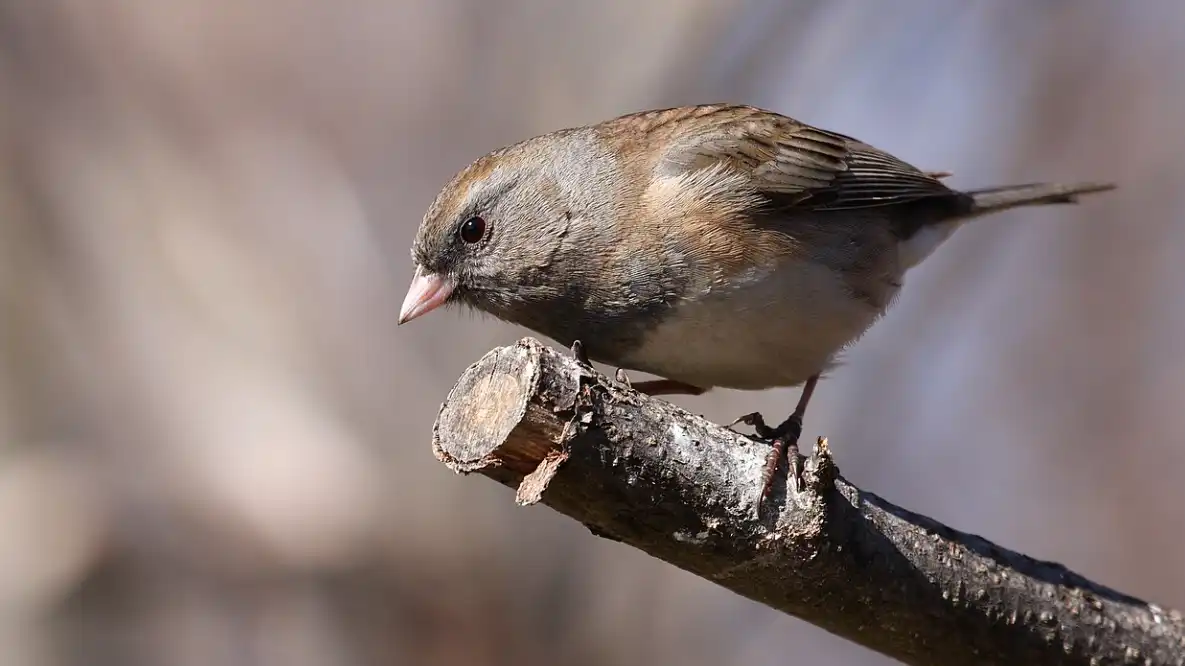 Bird Species A–Z: Names & How to Observe Them